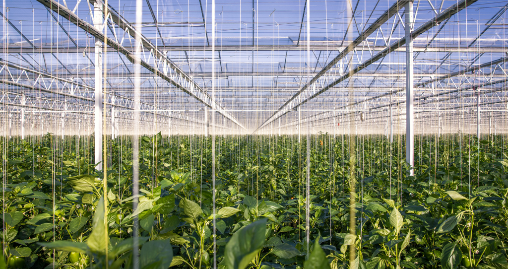 Rainbow Growers - Rainbow Growers Group